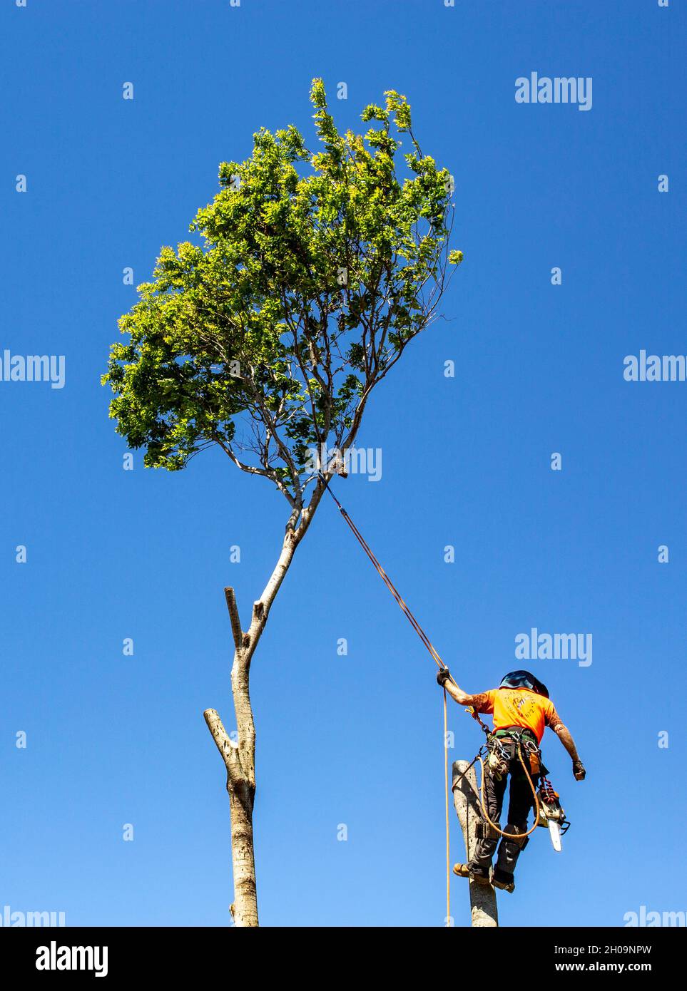 Man wearing all personal protective equipment (PPE) cutting down a big ...