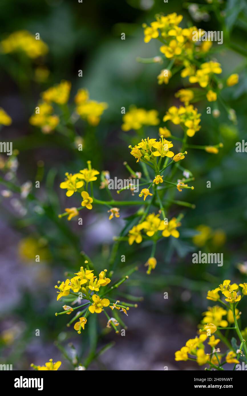 Rorippa amphibia flower growing in field, close up shoot Stock Photo ...