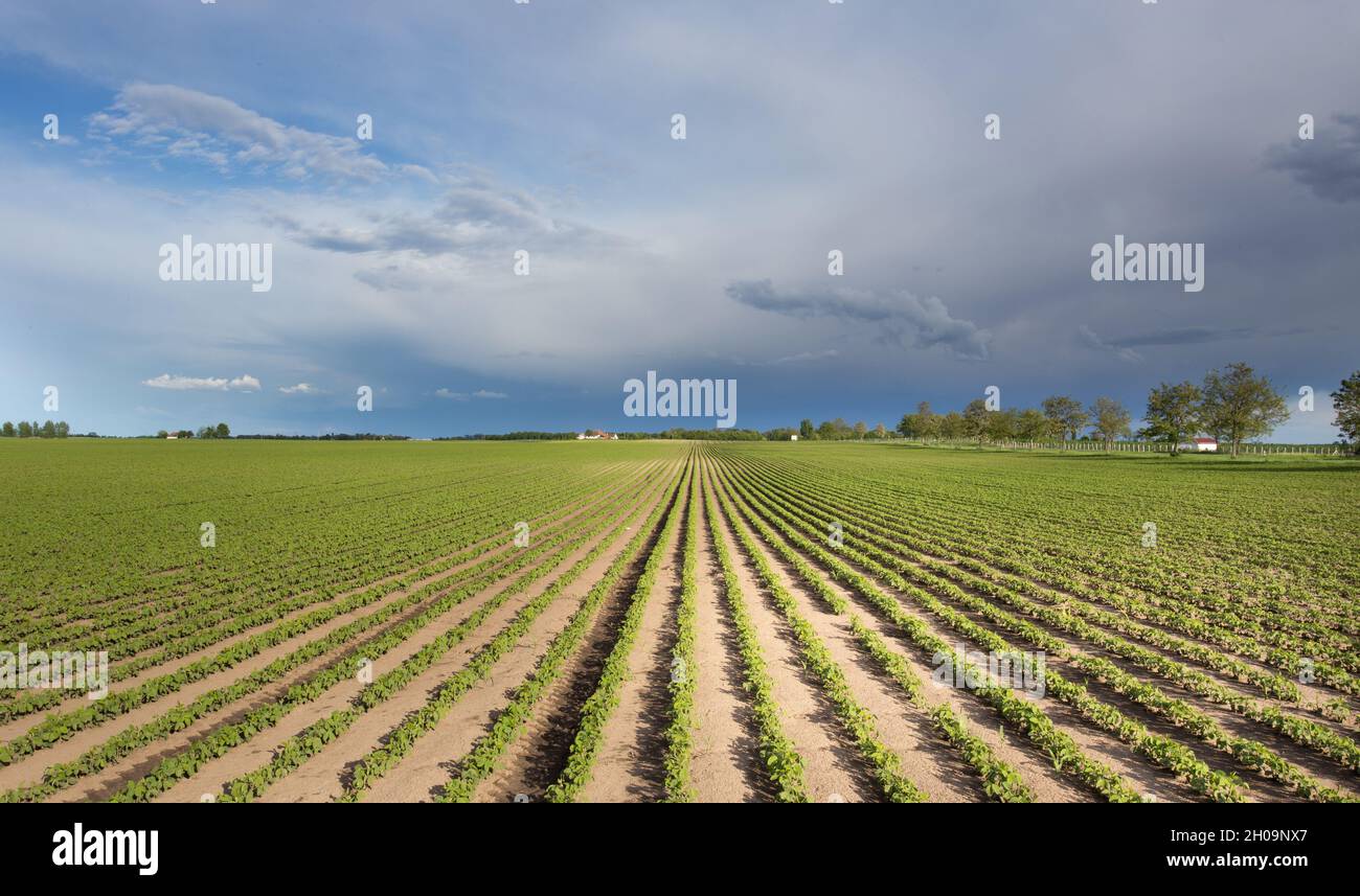 Young soybean seedlings sown in rows in early summer time, shoot from ...
