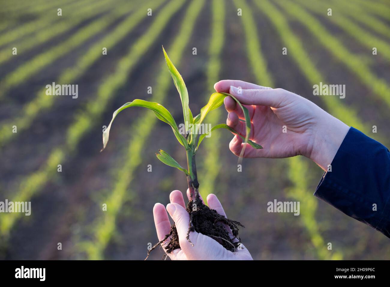 Hand and sprout hi-res stock photography and images - Alamy
