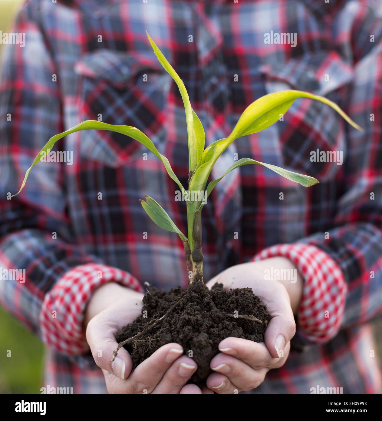 Close up of corn sprout in farmer's hand. Plant care and protection ...