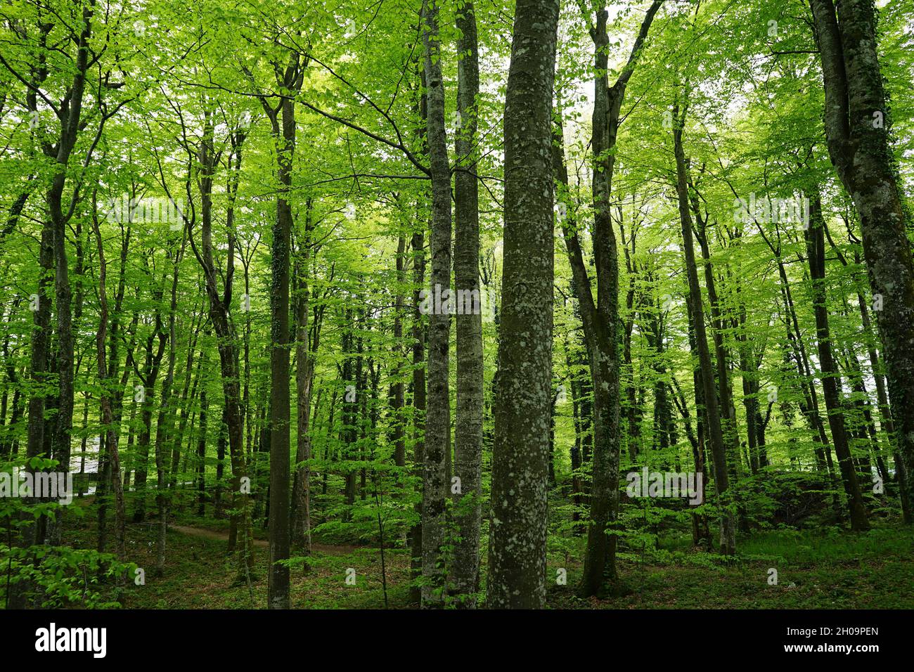 Natural trail pathway among green forest park Stock Photo - Alamy