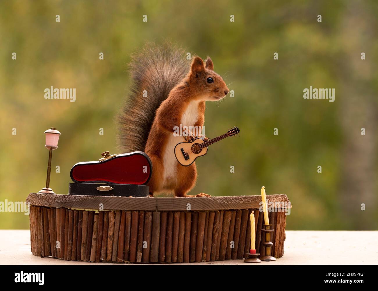 Squirrel with guitar hi-res stock photography and images - Alamy