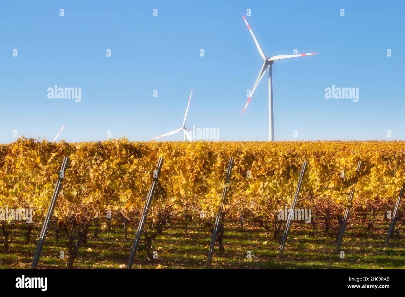 Wind turbine against a blue sky towering over grape vines with yellow ...