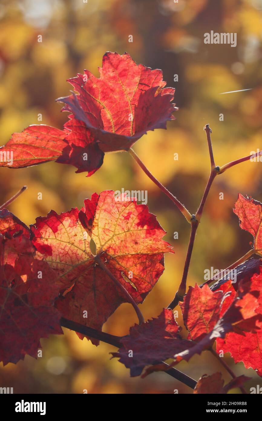 Beautiful red leaves on a grape vine on a fall day in a German vineyard ...