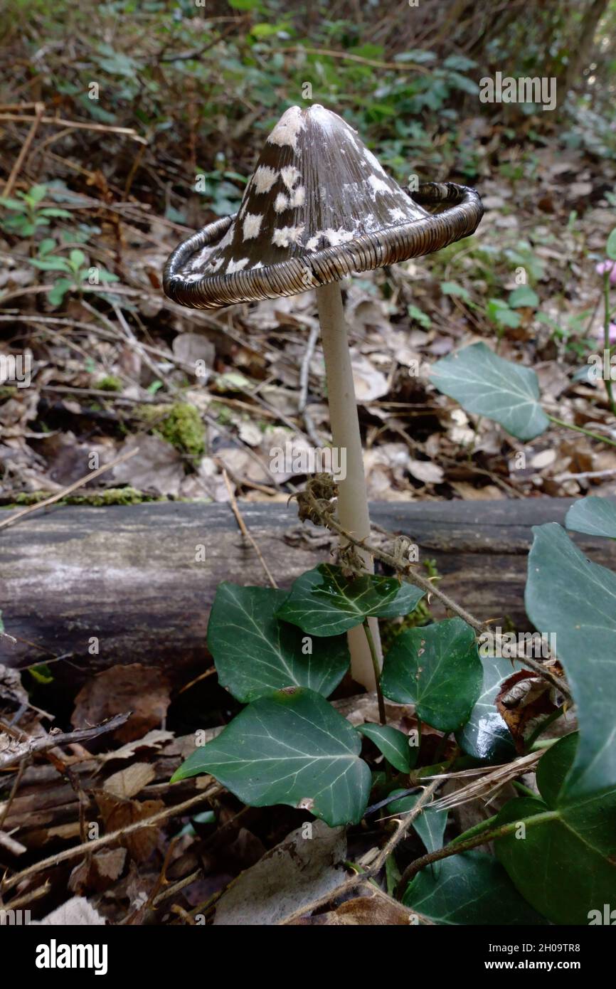 autumn color of Sicily nature closeup of Coprinus Picaceus fungus in ...