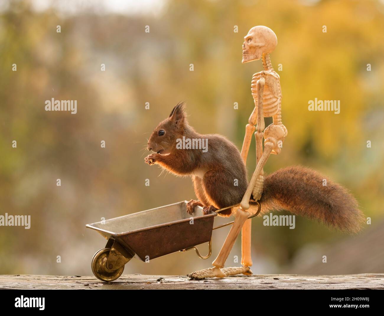 Red Squirrel Skeleton