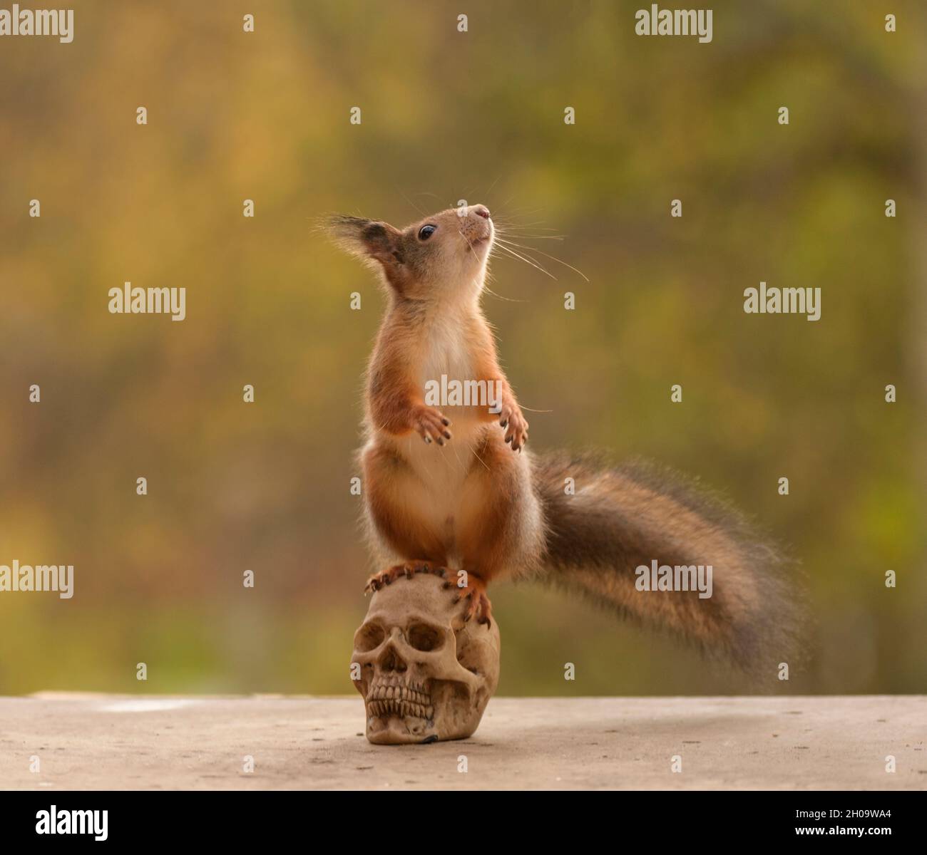 red squirrel is standing on a skull looking up Stock Photo - Alamy