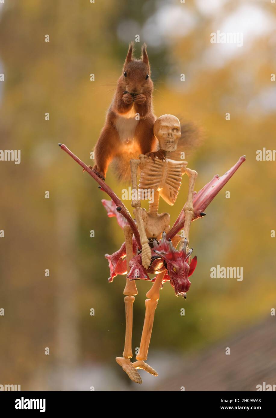red squirrel is standing on a skeleton and a dragon Stock Photo - Alamy