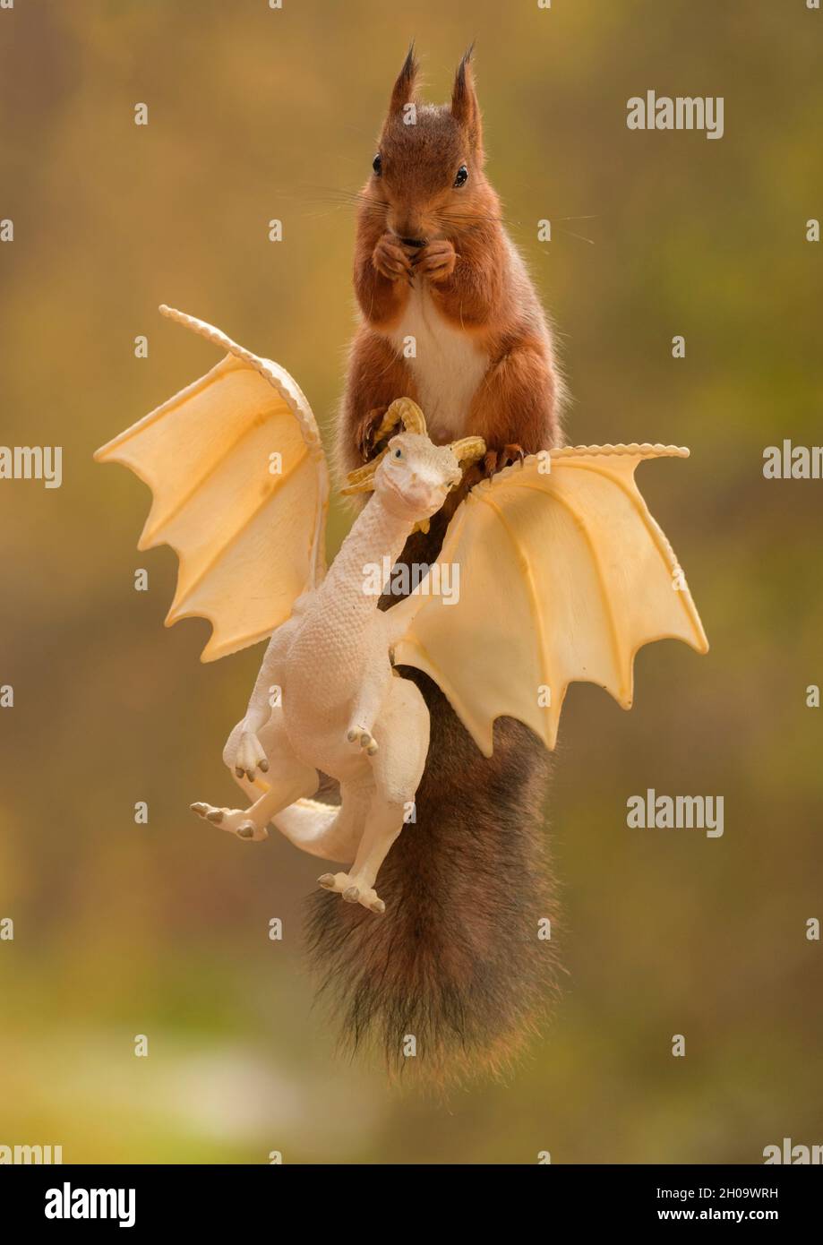 Red squirrel is standing on an white dragon Stock Photo - Alamy