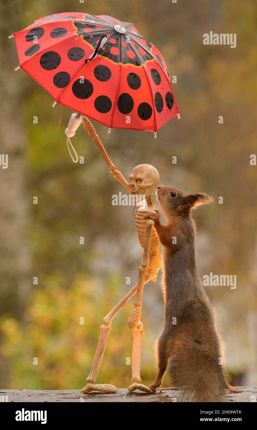 red squirrel is holding a skeleton with a umbrella Stock Photo - Alamy