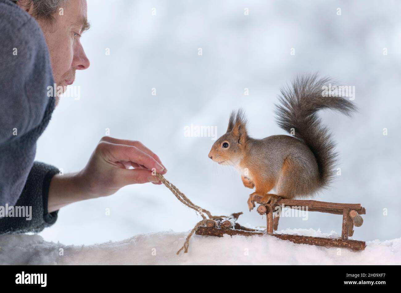 Person pulling christmas tree hi-res stock photography and images - Alamy