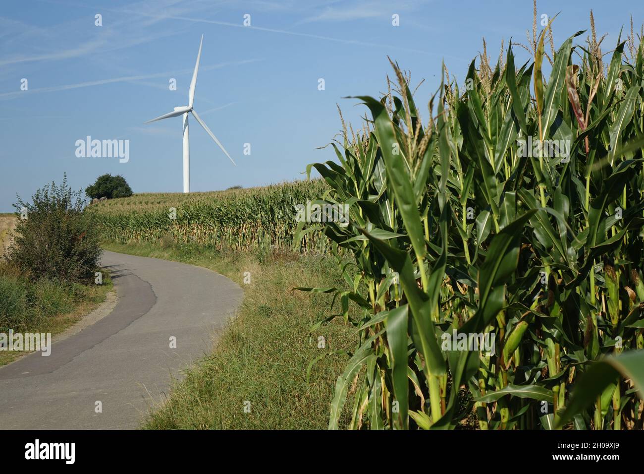 Road, wind power mill and late summer cornfield right before the ...