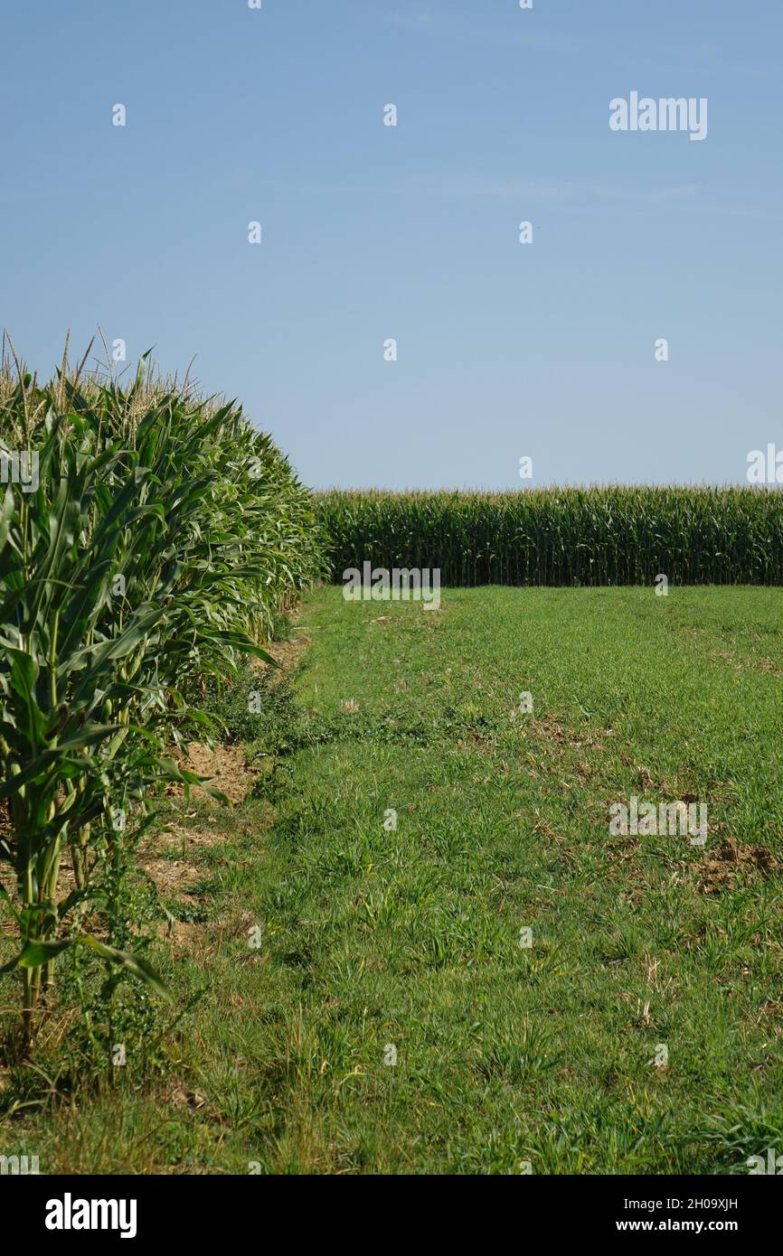 Harvest farming field hi-res stock photography and images - Alamy