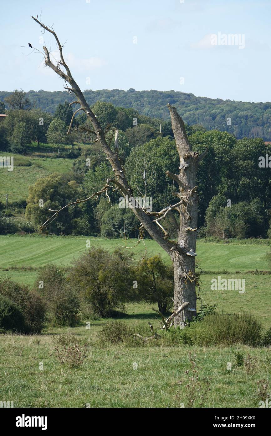 Typical Wallonian landscape with remote tree in late summer near Torgny ...