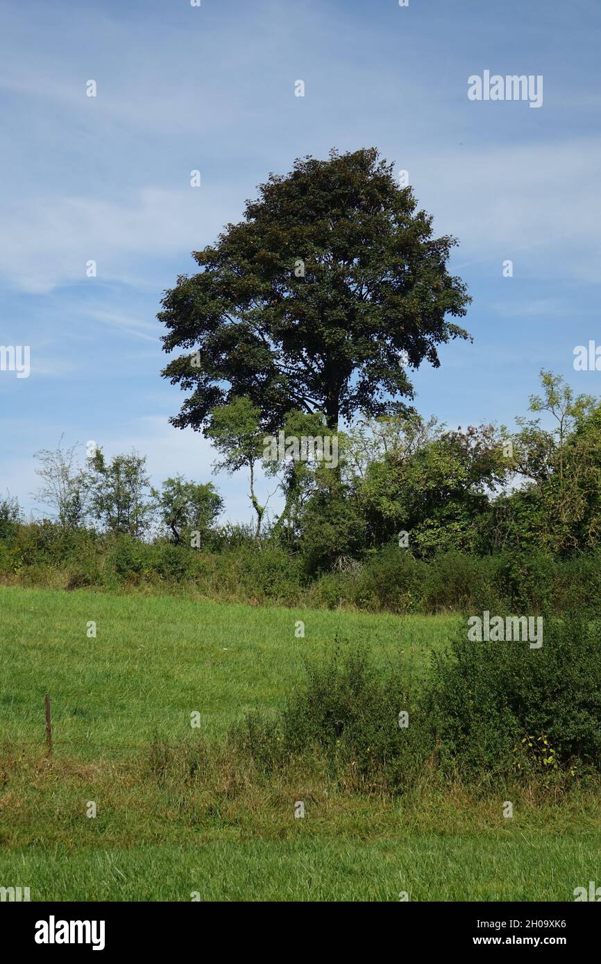 Typical Wallonian landscape in late summer, taken from the southernmost ...