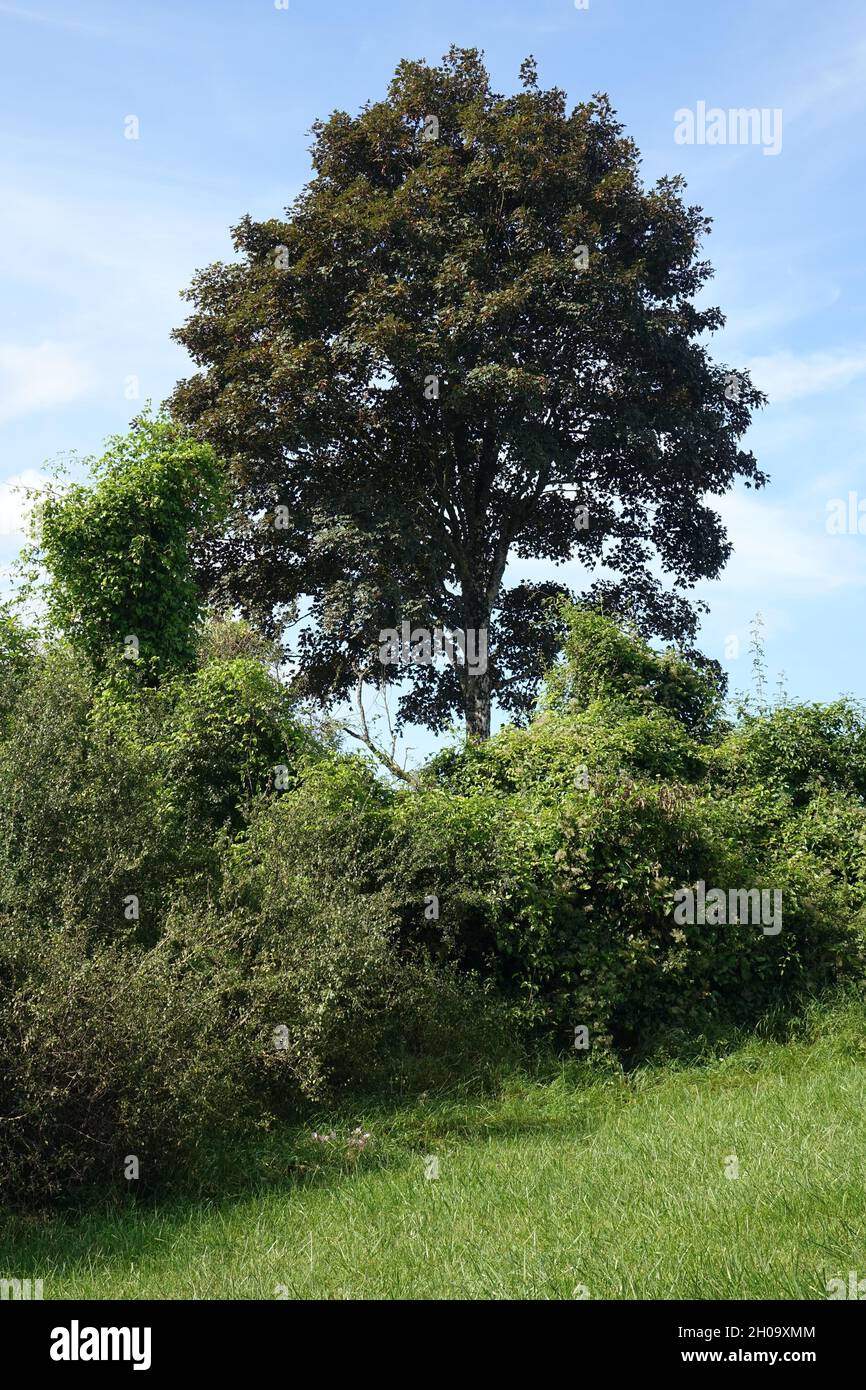 Typical Wallonian landscape in late summer near Torgny, Rouvroy ...