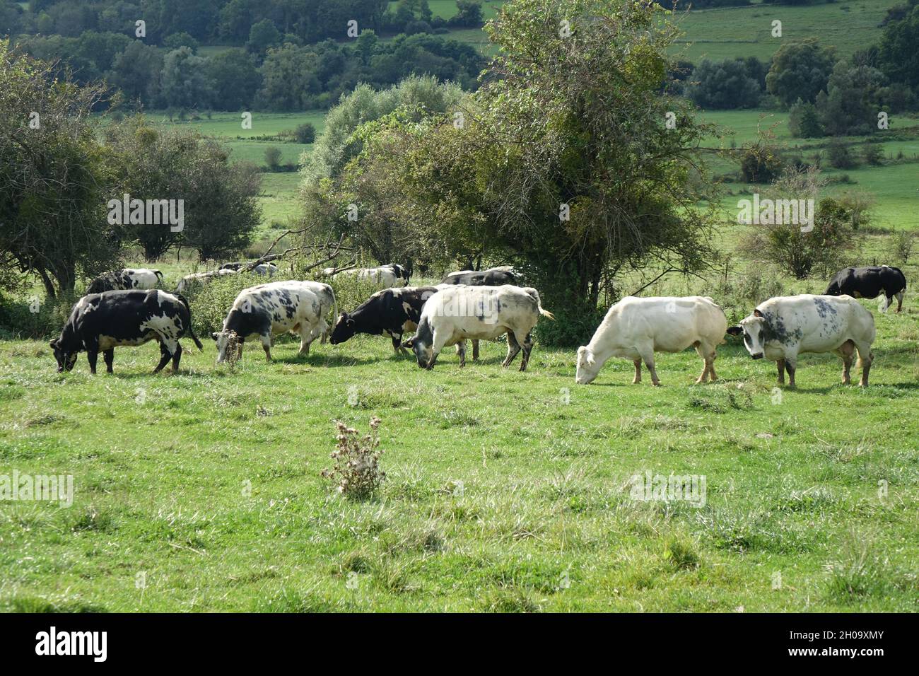 Herd of Frisian cows in typical Wallonian landscape in late summer near ...