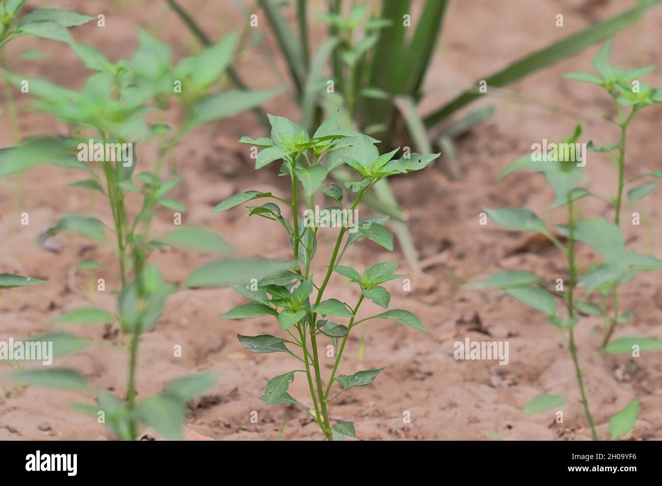 Close-up of Small green chilli plant of organic hybrid variety planted ...