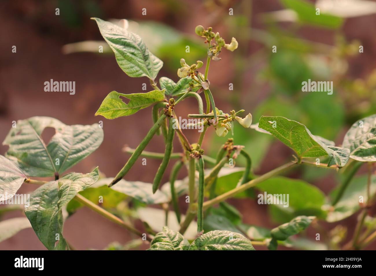 Moong bean pod hi-res stock photography and images - Alamy