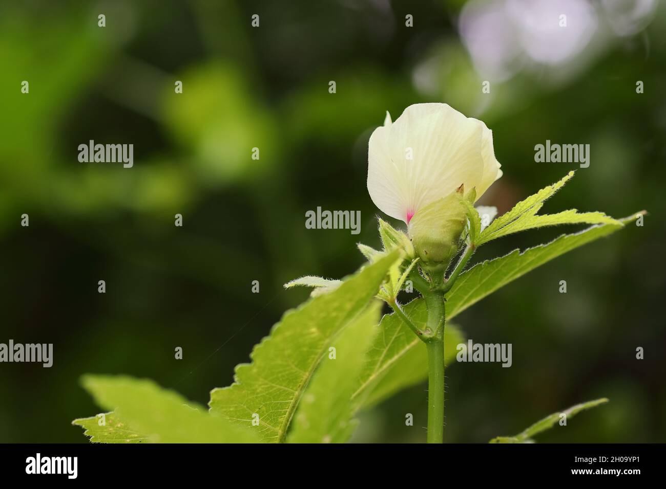 Close -up of organic hybrid thai variety okra vegetable flower grows on ...