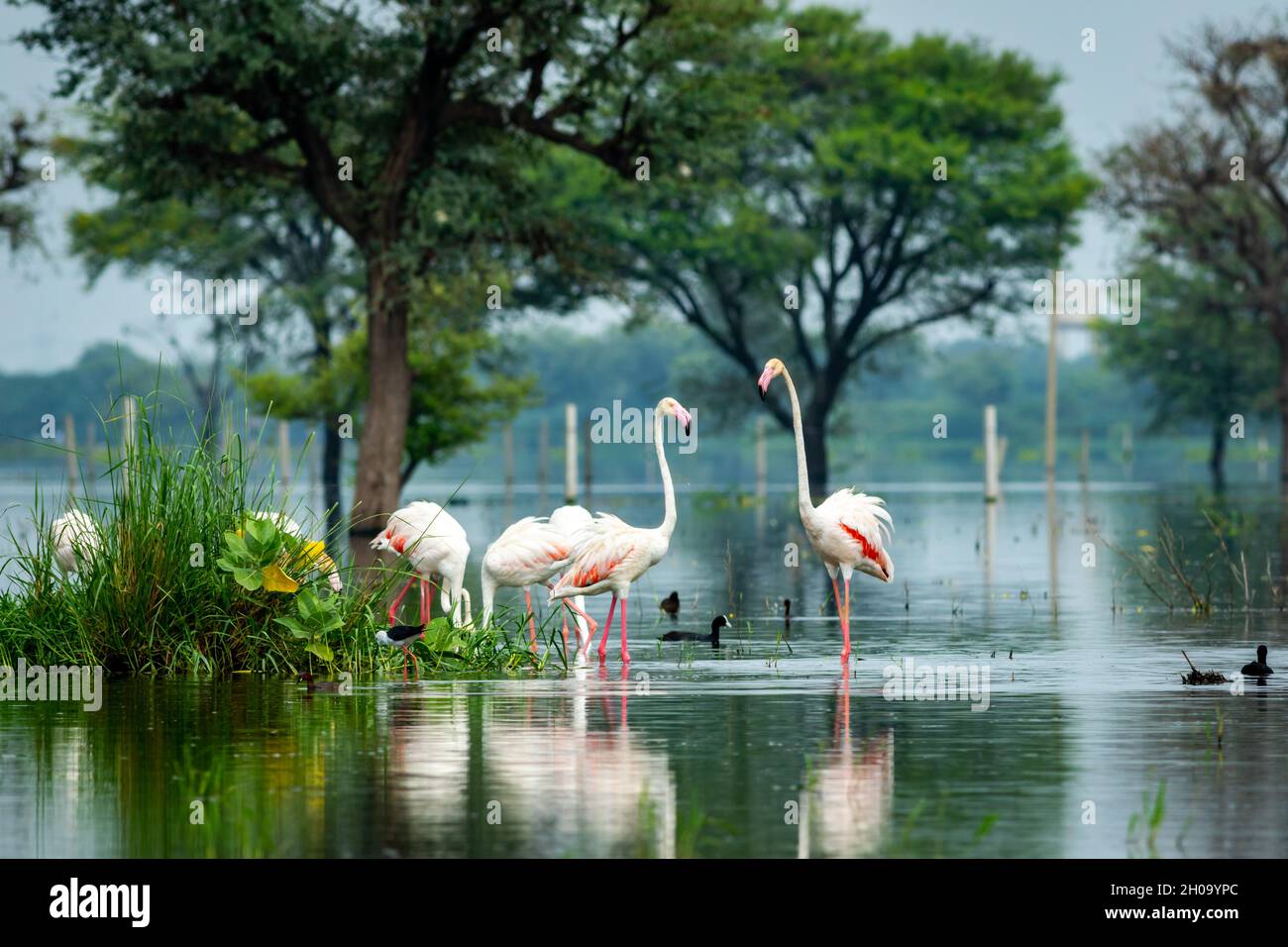 nature scenery or natural painting by Greater flamingo flock or ...