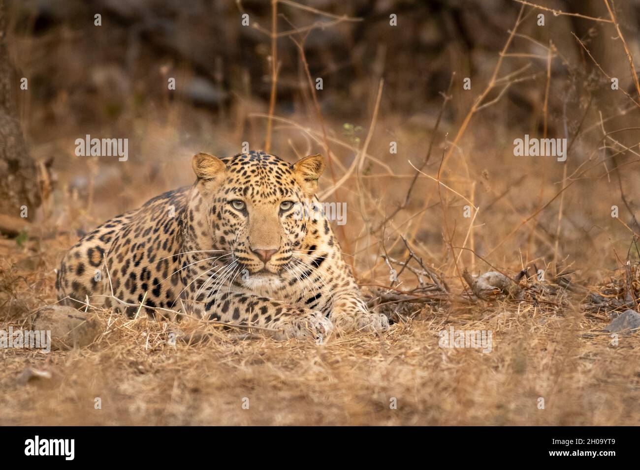 Indian wild male leopard or panther fixing his gaze during outdoor ...