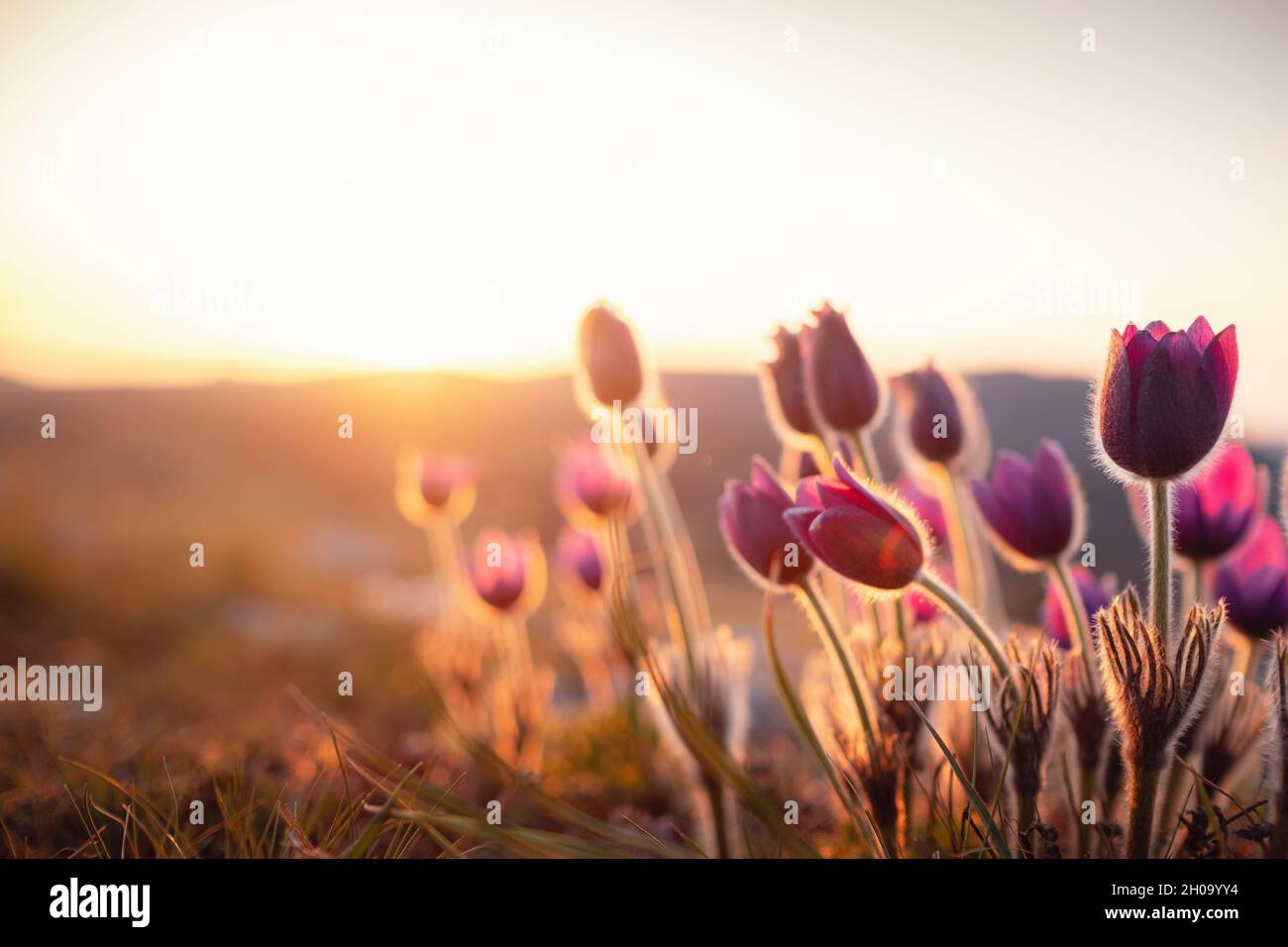 Purple wild crocus flavus flower or pulsatilla or pasque flower growing ...