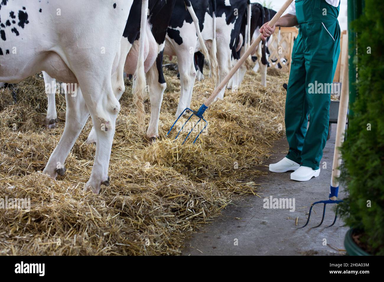 Farmer cleaning cow barn hi-res stock photography and images - Alamy