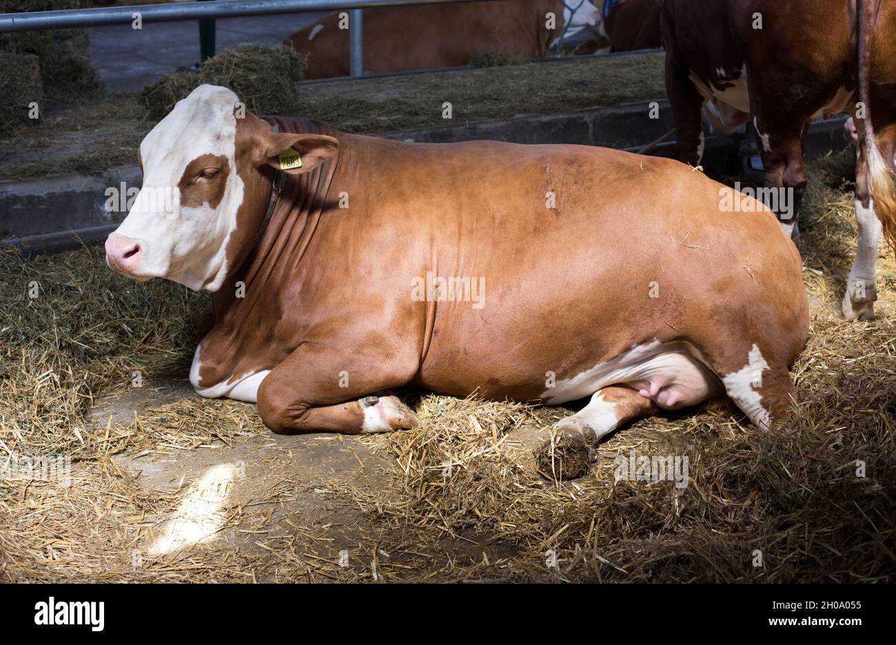 Straw inside hi-res stock photography and images - Alamy