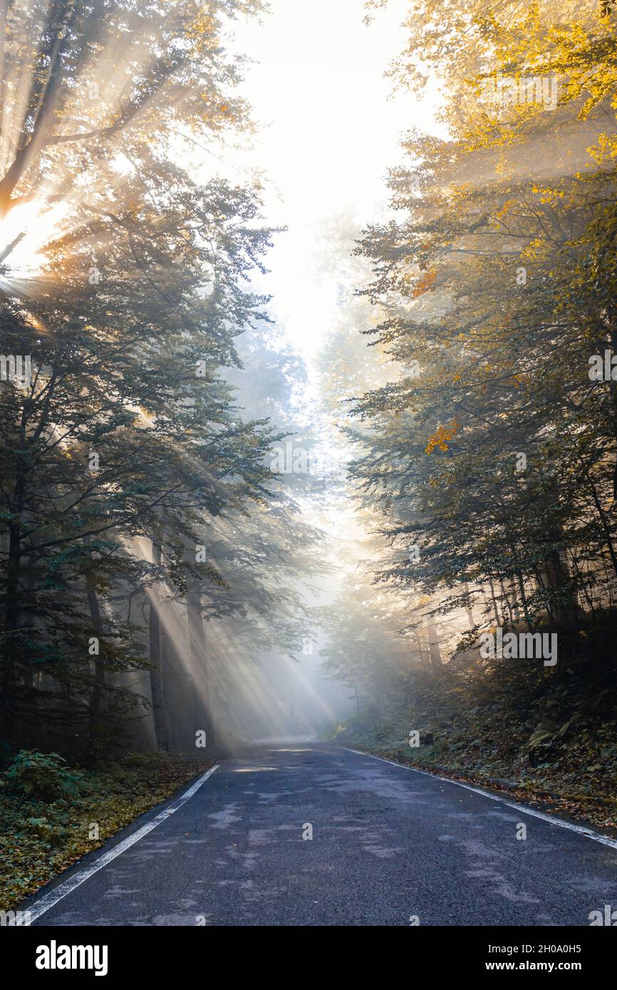 Early morning street photo of the road in the middle of the rainforest ...