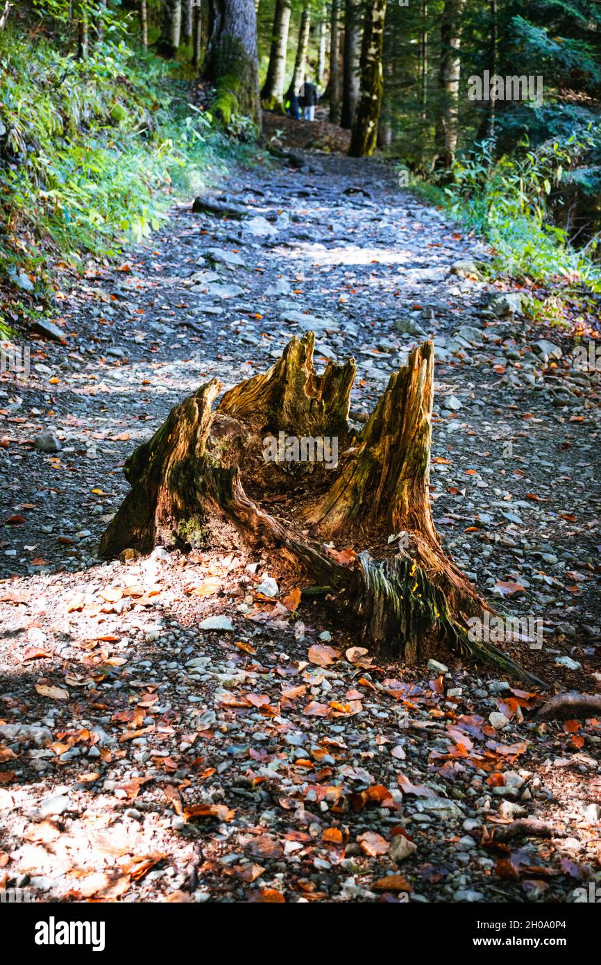 Dead log placed in the middle of the forest road Stock Photo - Alamy