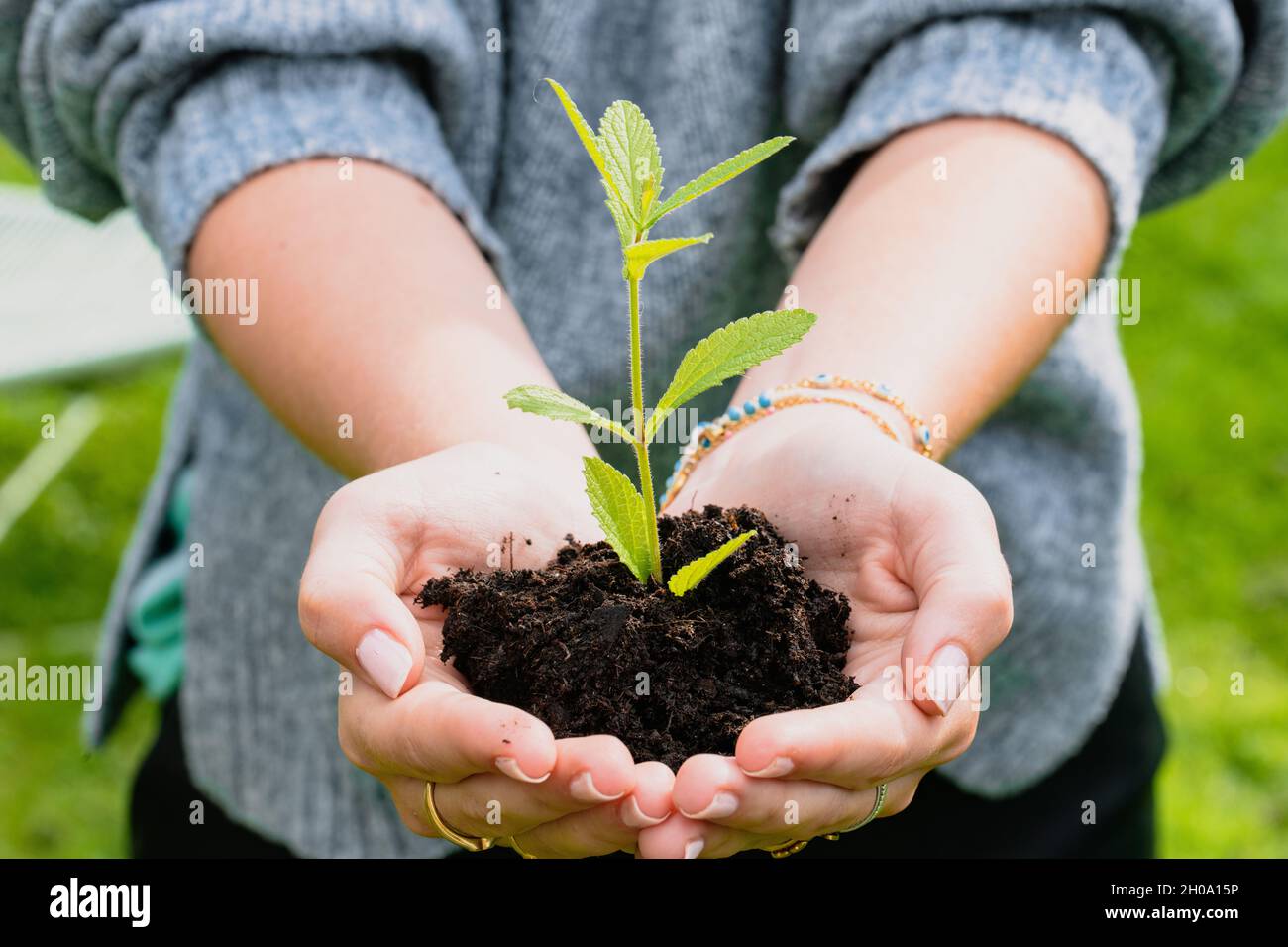 Female gardener holding a sapling with soil. teenager holding a green ...