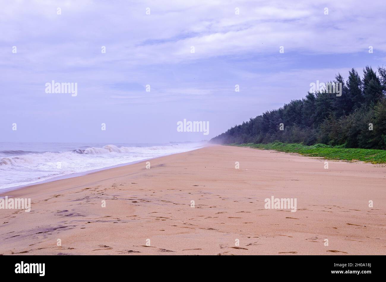 Kanvatheertha beach lined with evergreen Casuarina trees Stock Photo ...