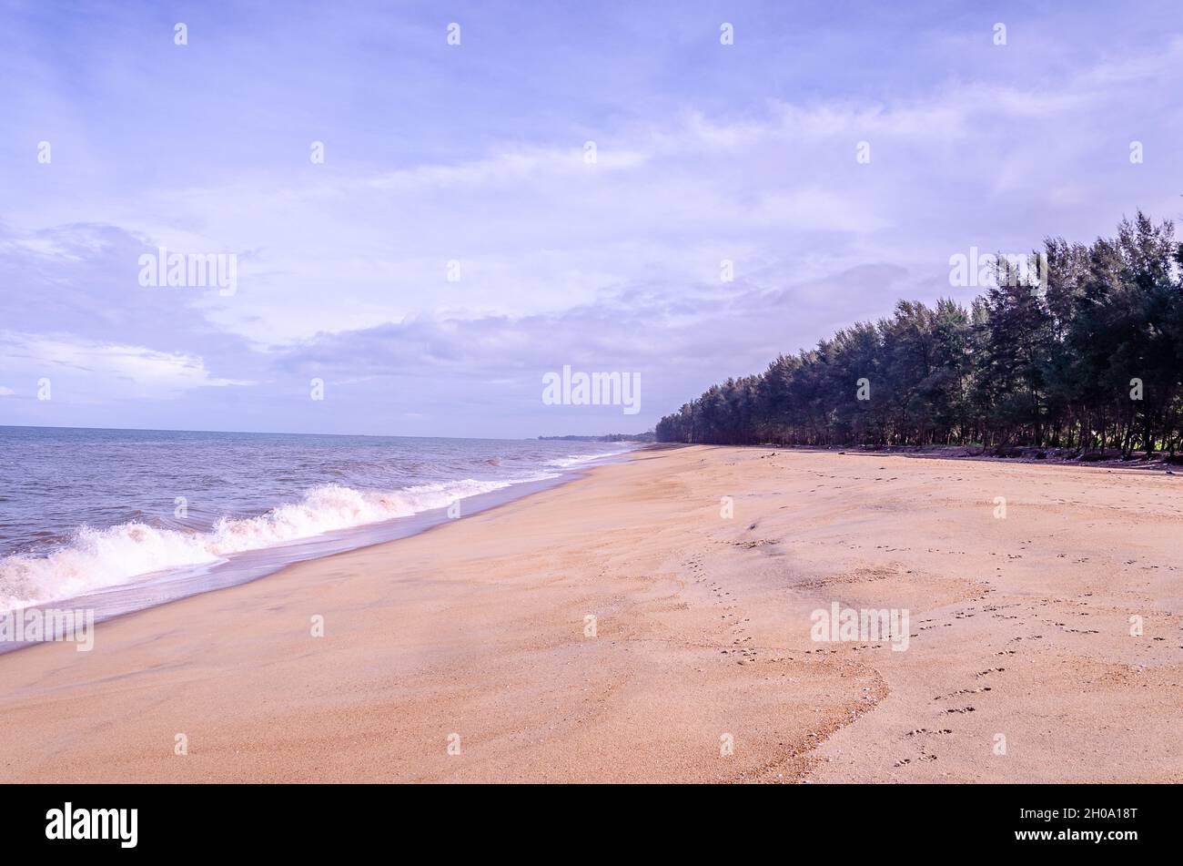 Kanvatheertha beach lined with evergreen Casuarina trees Stock Photo ...