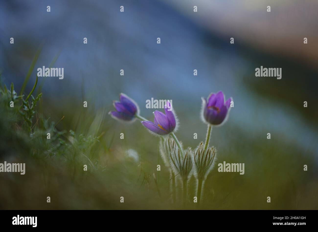 Purple wild crocus flavus flower or pulsatilla (pasque flower) growing ...