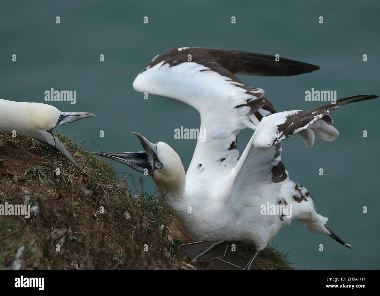 Gannets are seabirds comprising the genus Morus, in the family Sulidae ...