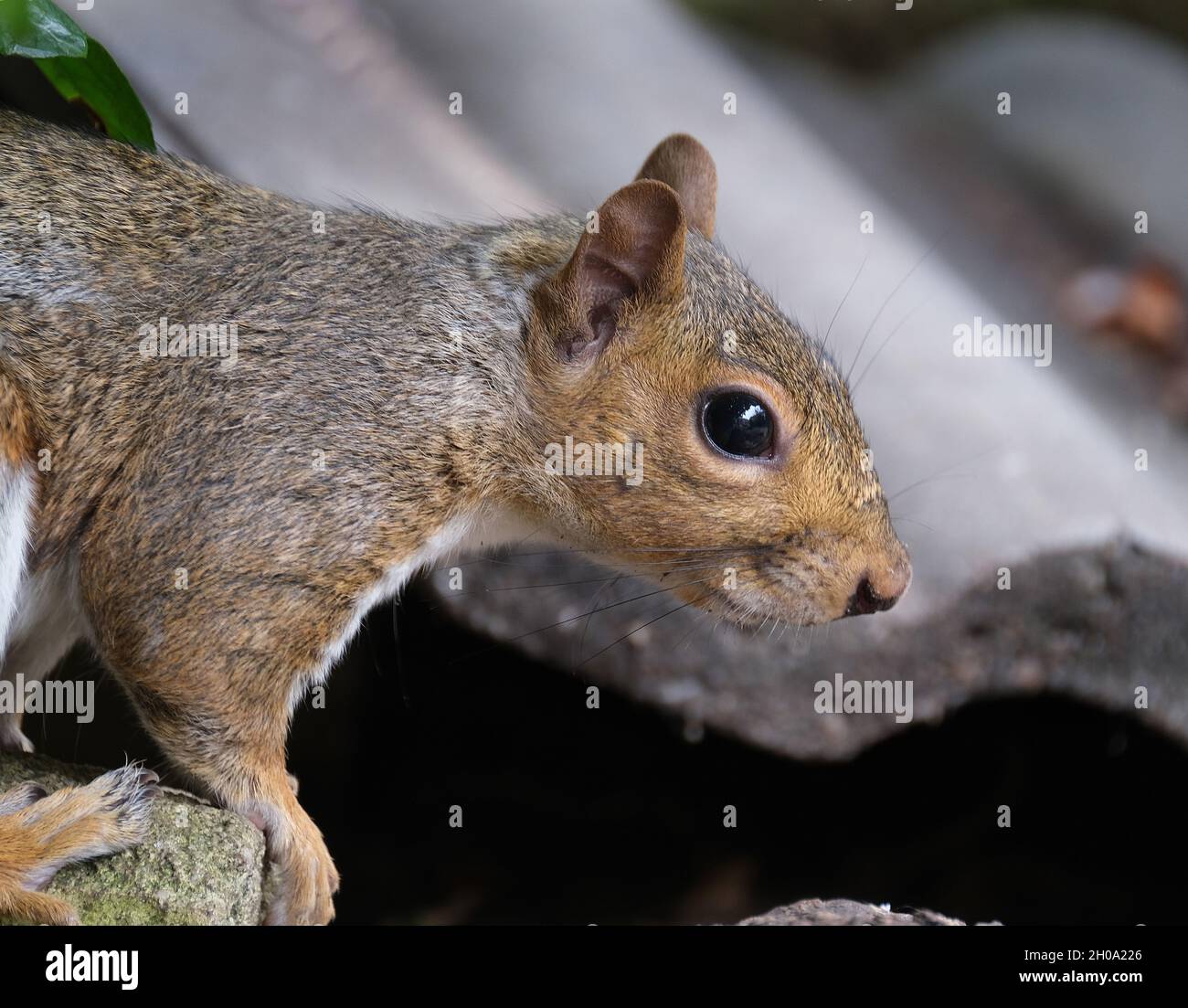 North american breed of squirrel hi-res stock photography and images ...