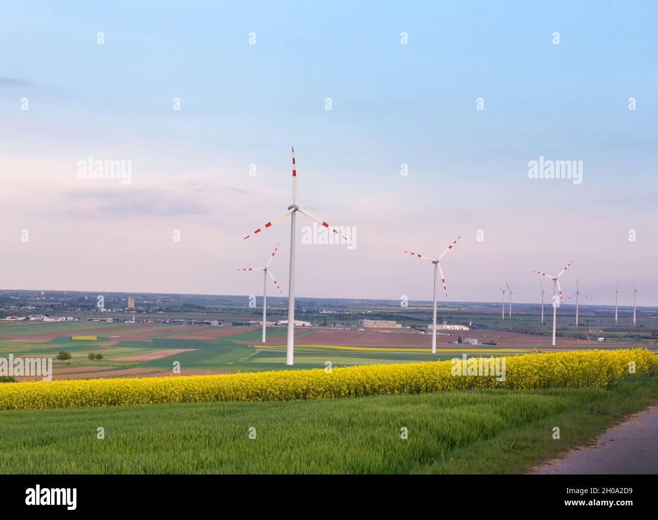 Wind turbine farm in yellow rapeseed fields in spring time. Renewable ...