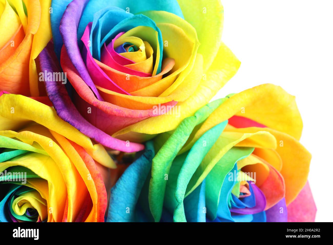 Amazing rainbow rose flowers, closeup Stock Photo - Alamy