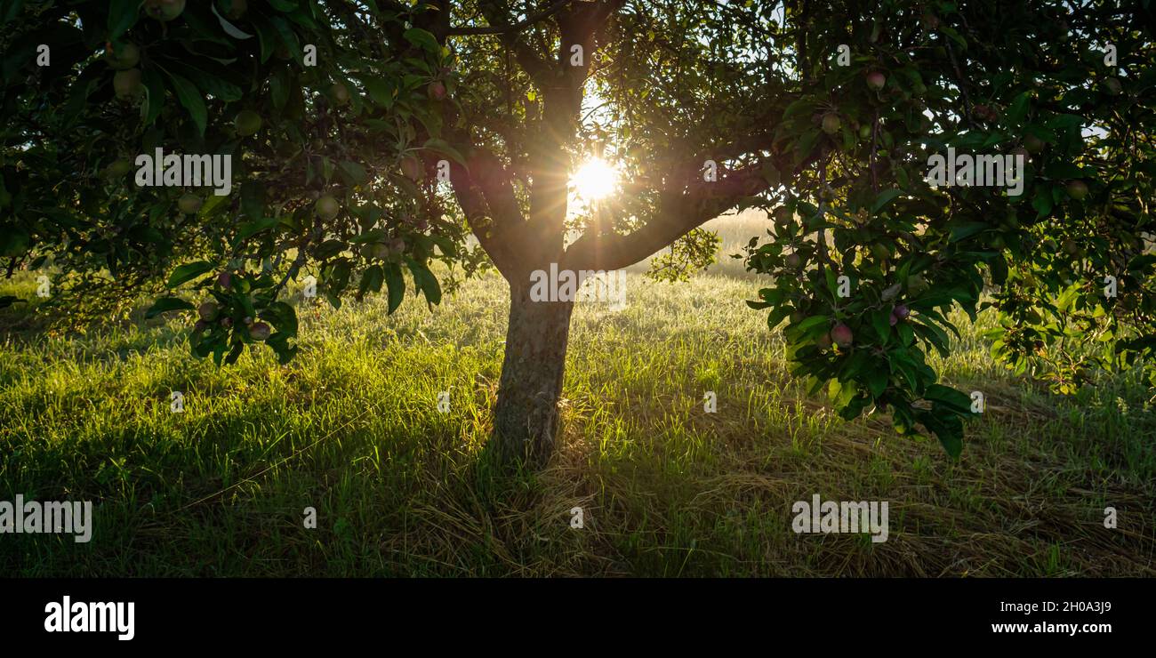 Mesmerizing view of an Apple tree with fruit and sunlight sunbeams ...