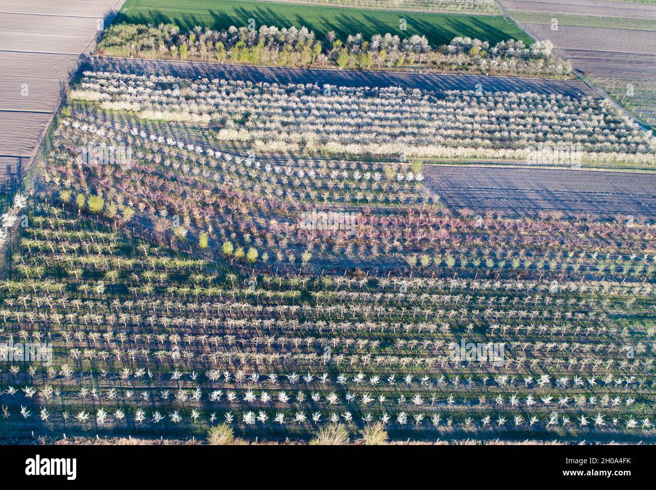 Aerial view of orchard hi-res stock photography and images - Alamy
