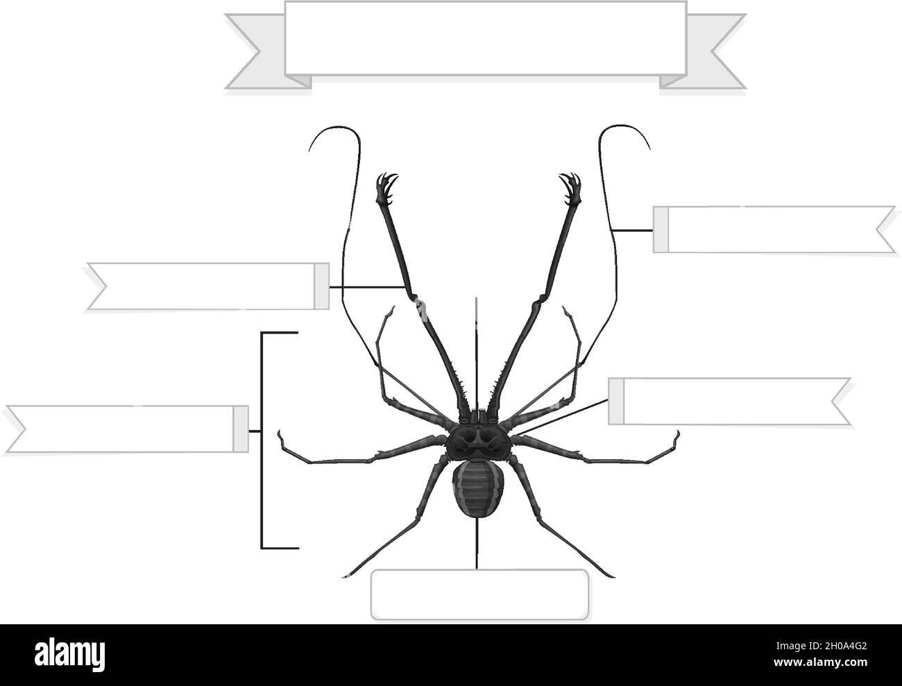 Anatomy spider Stock Vector Images - Alamy
