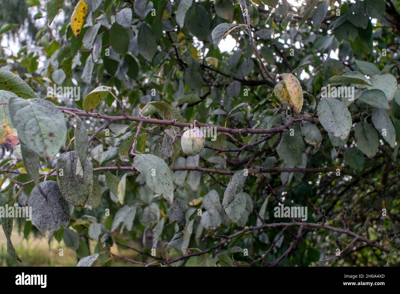 Immature plums hi-res stock photography and images - Alamy