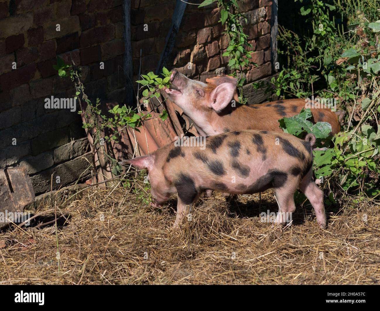 Two orange pigs with black spots eat nettle leaves next to an old ...