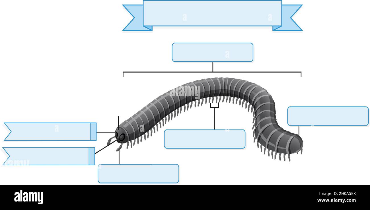 Millipede Diagram