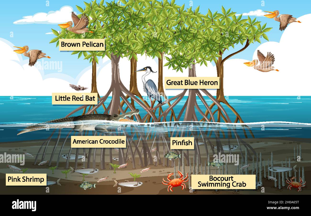 Mangrove Water Animals