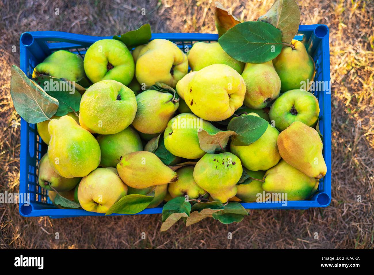 A plastic box of fresh and fragrant quince in the grass Stock Photo - Alamy