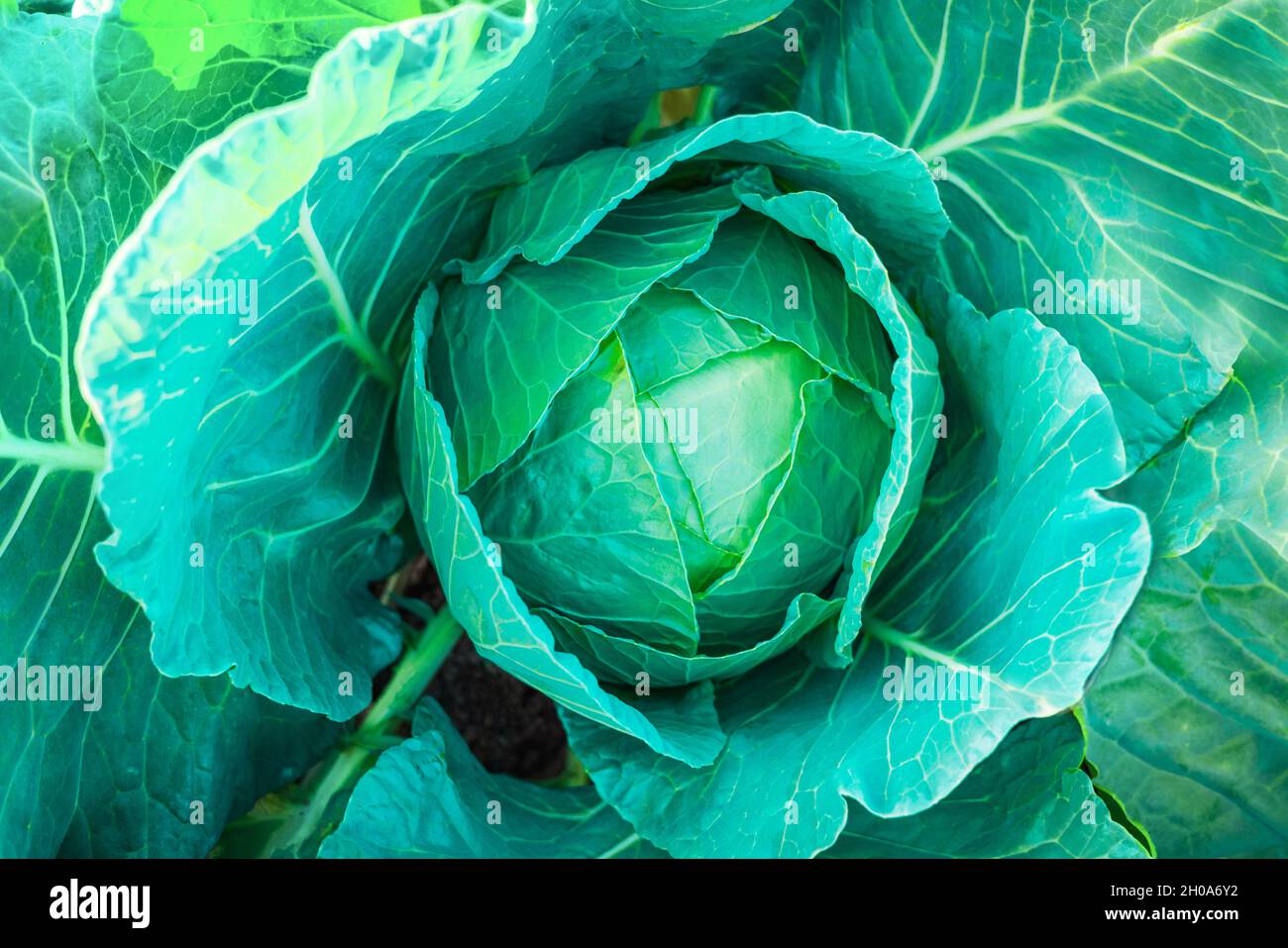 Fresh green cabbage in the garden Stock Photo - Alamy