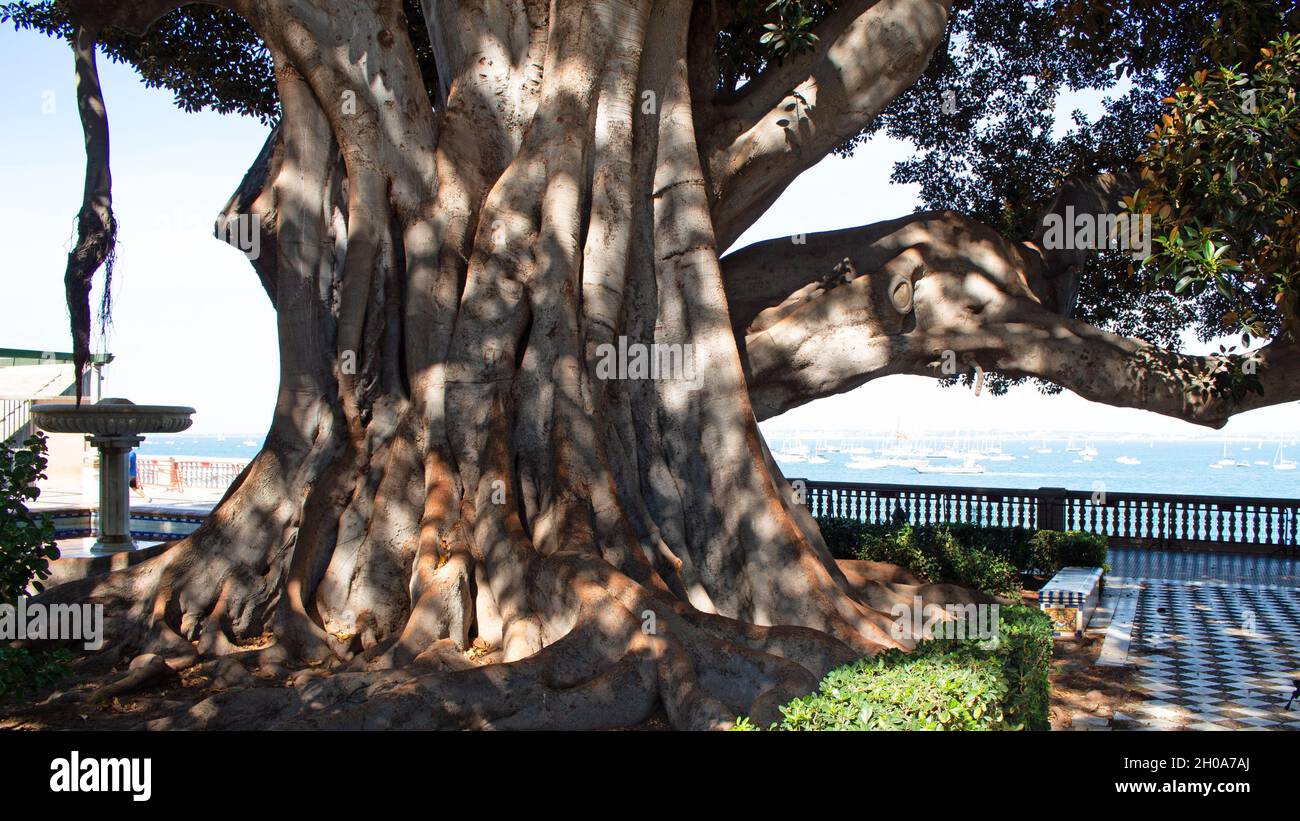 Massive Cadiz Tree Stock Photo - Alamy